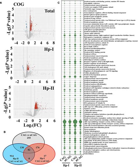 Frontiers Helicobacter Pylori Infection Altered Gastric Microbiota In Patients With Chronic