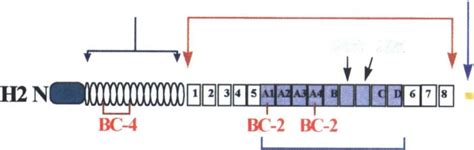 One Of The Six Monomers Of Human Tenascin Cytotactin Tn C Its Download Scientific Diagram
