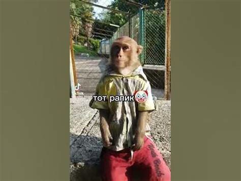 уважайте бибизян других🥰 #манки #bibimonkey #обезьяна #пон #monkeyking ...