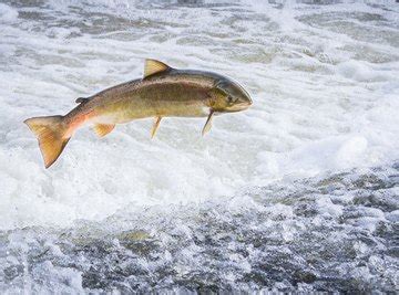 Difference Between Male Female Salmon Sciencing