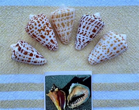 Set Of 5 Alphabet Cone Shells Florida Seashells Collectible Shells