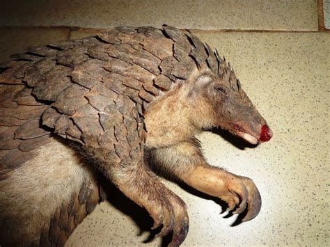 Tree Pangolin Alchetron The Free Social Encyclopedia Tree Pangolin Alchetron The Free Social Encyclopedia