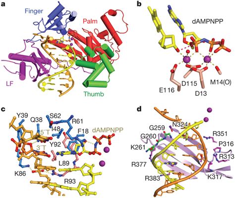 Structure Of Human Polη A The Ternary Complex Of Human Polη With A