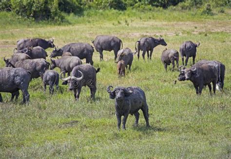 African Buffalo Herd Grazing Stock Image Image Of Mammal Savanna
