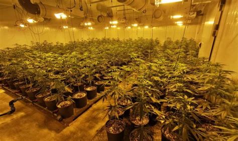 Криминалисти разкриха наркооранжерия край Варна