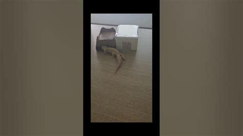 마뱀이는 뭘 골랐을까 우드록vs도자기 은신처 Youtube