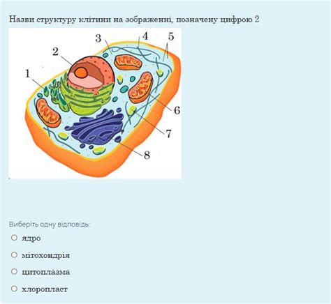 Назви структуру клітини на зображенні позначену цифрою 2 Виберіть одну Школьные Знания Com