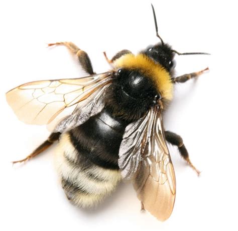 Types Of Ground Bees