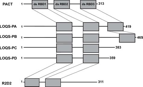 Figure 1 From The Human Dsrna Binding Protein Pact Is Unable To