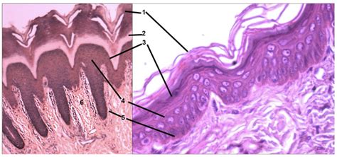 Skin Layer Histology Diagram Quizlet