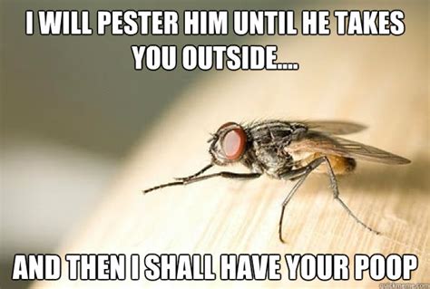 Evil Plotting Fly Memes Quickmeme