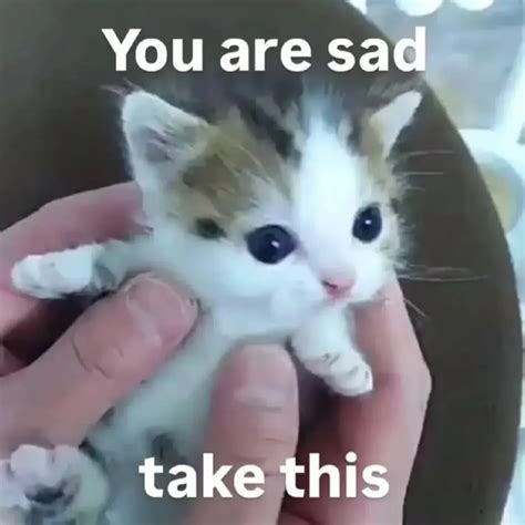 Binary Mean Cat 🥺 Credit Unknown Instagram