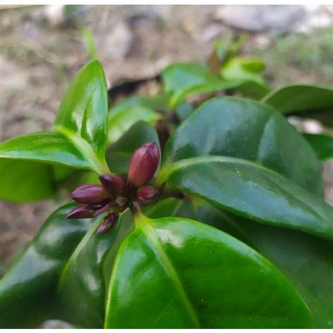 Jual Bunga Alamanda Ungu Pohon Bunga Alamanda Ungu Shopee Indonesia