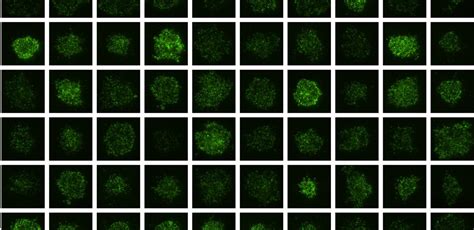 UIC Research IRB Templates Office Of The Vice Chancellor For Research University Of Illinois