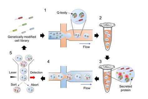 On Linkedin A Novel High Throughput Method For Screening
