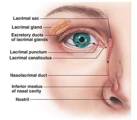 Exam 4 Special Senses Vision Flashcards Quizlet