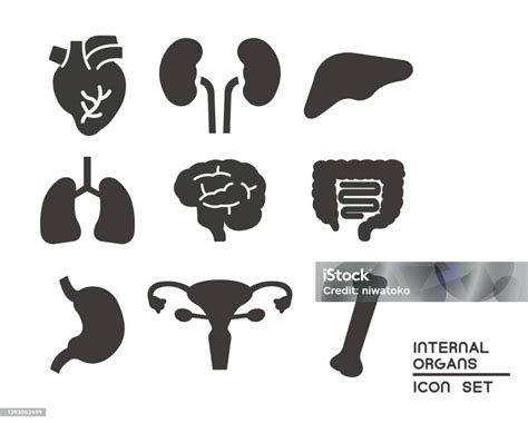 내부 장기심장신체 부위의 간단하고 사용하기 쉬운 벡터 일러스트 레이 션 소재 건강 진단에 대한 스톡 벡터 아트 및 기타 이미지 건강 진단 만화 폐 Istock
