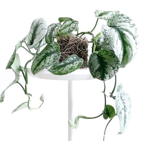 Scindapsus Pictus Exotica Ultimate Care And Growth Tips