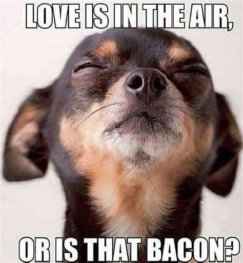 Best Bacon Memes For Bensa Bacon Lovers Society