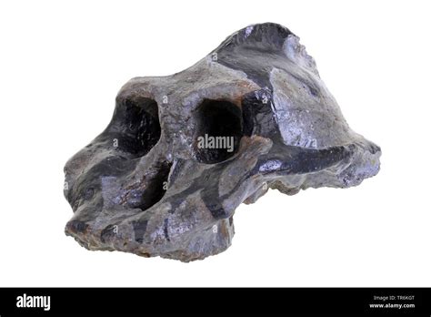 Prehistoric Man Australopithecus Africanus Replica Of The Skull Ofaustralopithecus Afarensis