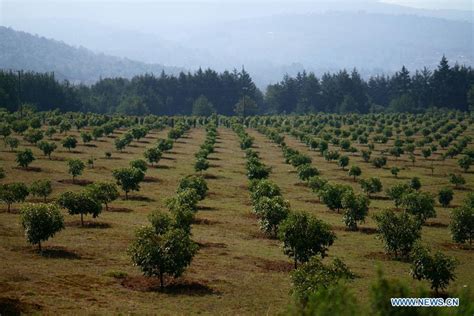 Avocado Production In Michoacan Mexico811
