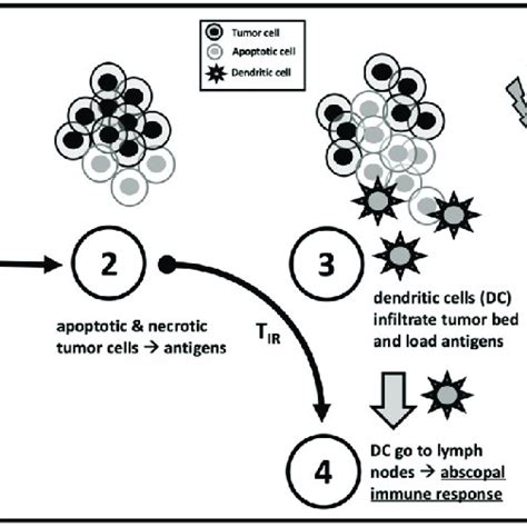 The 5 Step Dynamics Of Ied Model Simplified Graphical Description The Download Scientific