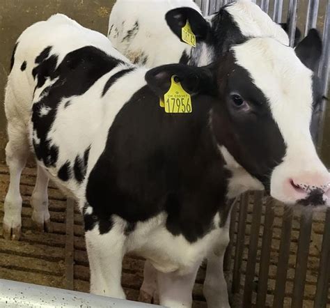 Cow Workspace Roboflow Universe