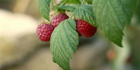 The Truth About Raspberry Leaf For Pregnancy And Postpartum — Motherheal