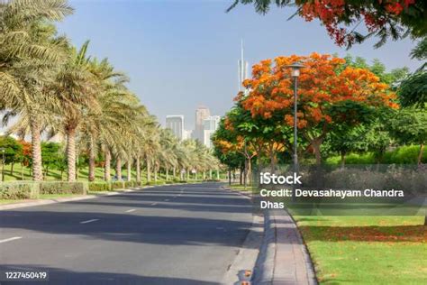 두바이 아랍 에미리트 전형적인 잘 유지 날짜 야자수와 조경 길가 환경 현대 아라비아 도시에서 잔디와 꽃 나무 배경 주메이라