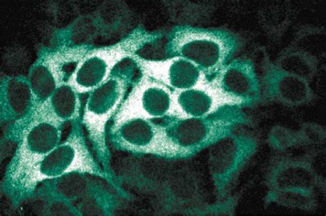 Purified Mouse Anti Human Bubr1