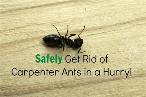 Safely Get Rid Of Carpenter Ants In A Snap Healthy Home Economist