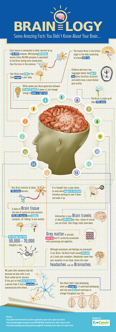 How Does The Brain Store And Process Memories Infographic Best