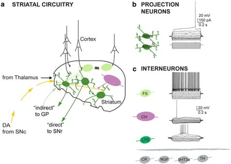 Optogenetic Dissection Of The Striatal Microcircuitry Springerlink