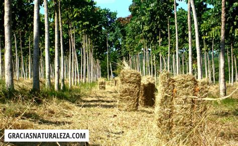 Agroforestería Principios Beneficios Y Ejemplos De Sistemas