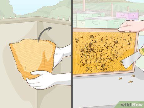 Ways To Remove Bees WikiHow
