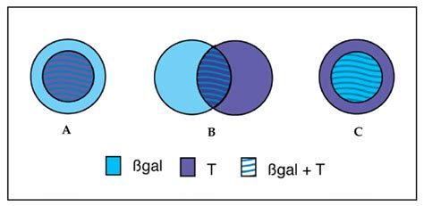 21 Different Possible Co Expression Patterns Coloured Circles Download Scientific Diagram