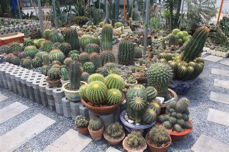 대마 커피 빈탄 도시 Pixabay의 무료 사진 Pixabay