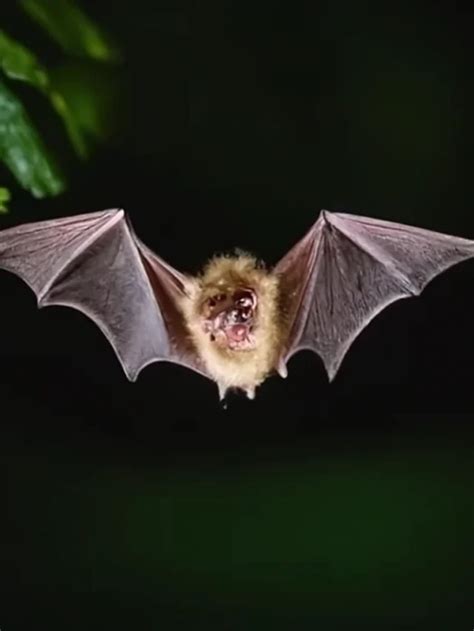 Nipah Virus Hotspots Areas Of Concern Geographic Book