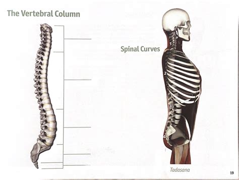 Vertebral Column Curves Diagram Quizlet