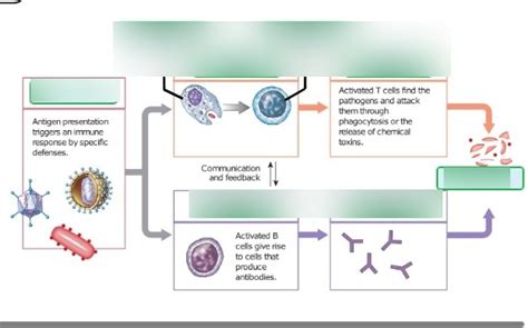 An Overview Of Adaptive Immunity Diagram Quizlet