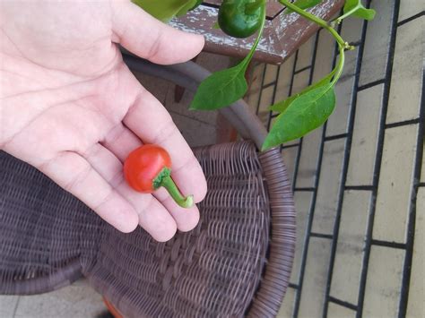 Pepper Id Could This Be A Akabare Chilli Rpeppers
