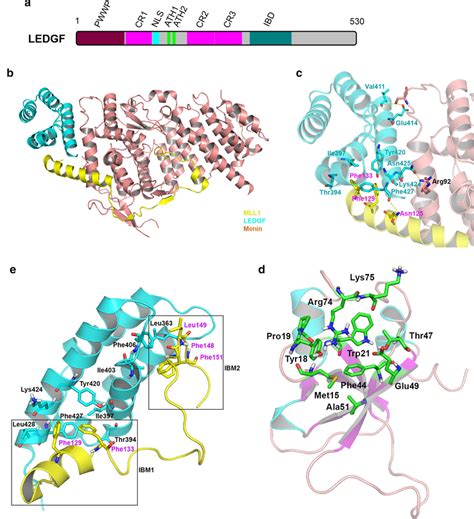Schematic Illustration And Structures Of Ledgf A Schematic