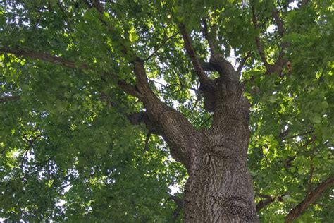 Moma Gallery Miko Lawn And Landscape Moma Tree And Lawn Care