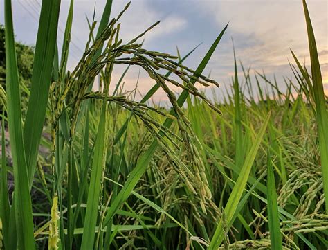 Rice Field Grass Sheaves Of Free Photo On Pixabay Pixabay