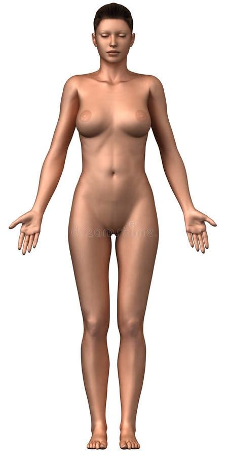 Naked Woman Isolated Frontal View Stock Illustration Illustration Of Nude Female