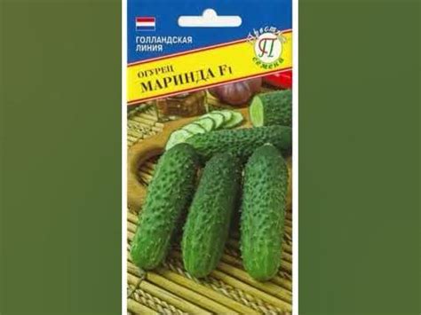 Лучшие сорта огурцов для посева открытого грунта и парников🌿#садмечты # ...