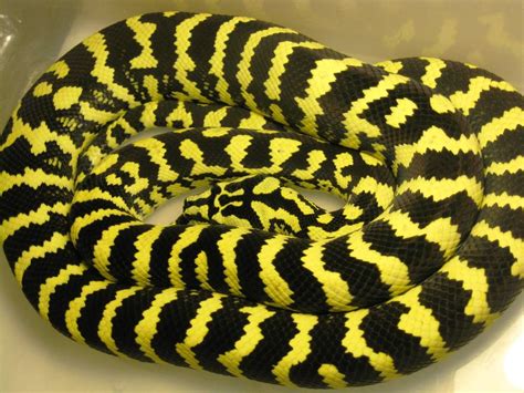 Jungle Carpet Python Facts And Pictures Reptile Fact