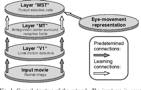 Figure 1 From Self Organizing Neural Network Model Of Motion Processing In The Visual Cortex