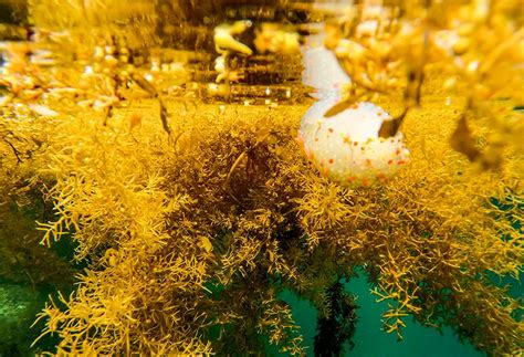 Khám phá mùa rong mơ cù lao Hòn Khô với vẻ đẹp say lòng người