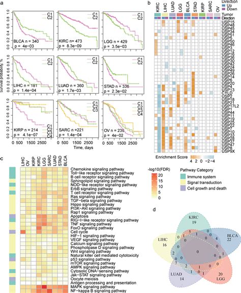 Cancer Subtype Recognition And Analysis Based On Usis A Km Plots About Download Scientific